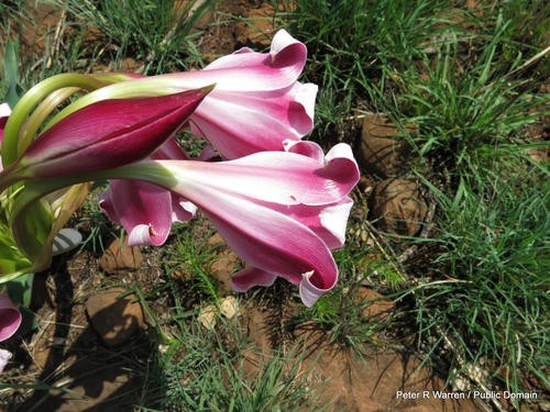 Cape coast lily (Crinum macowanii) Flower, Leaf, Care, Uses - PictureThis