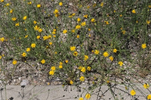 Xanthisma gracile - PictureThis