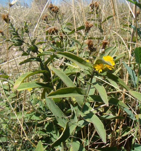 Deutscher alant (Inula germanica) - PictureThis