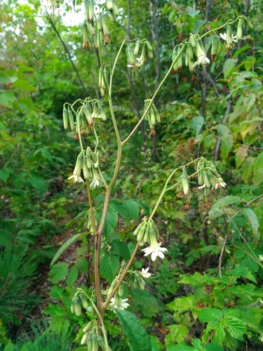 Three-Leaved Rattlesnakeroot (Nabalus trifoliolatus) Flower, Leaf, Care ...