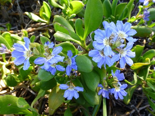Scaevola calendulacea - PictureThis