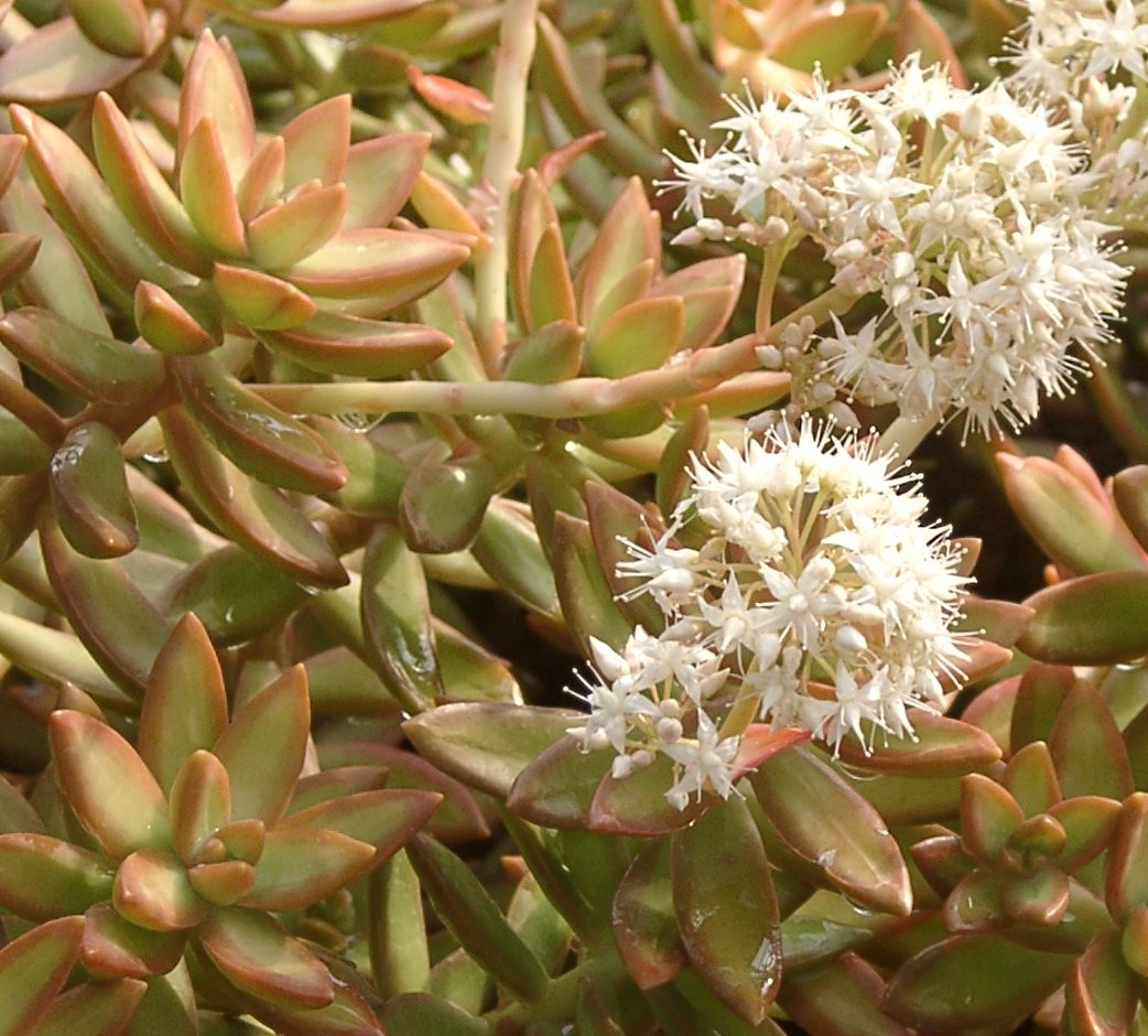 Coppertone sedum (Sedum nussbaumerianum) Flower, Leaf, Care, Uses ...