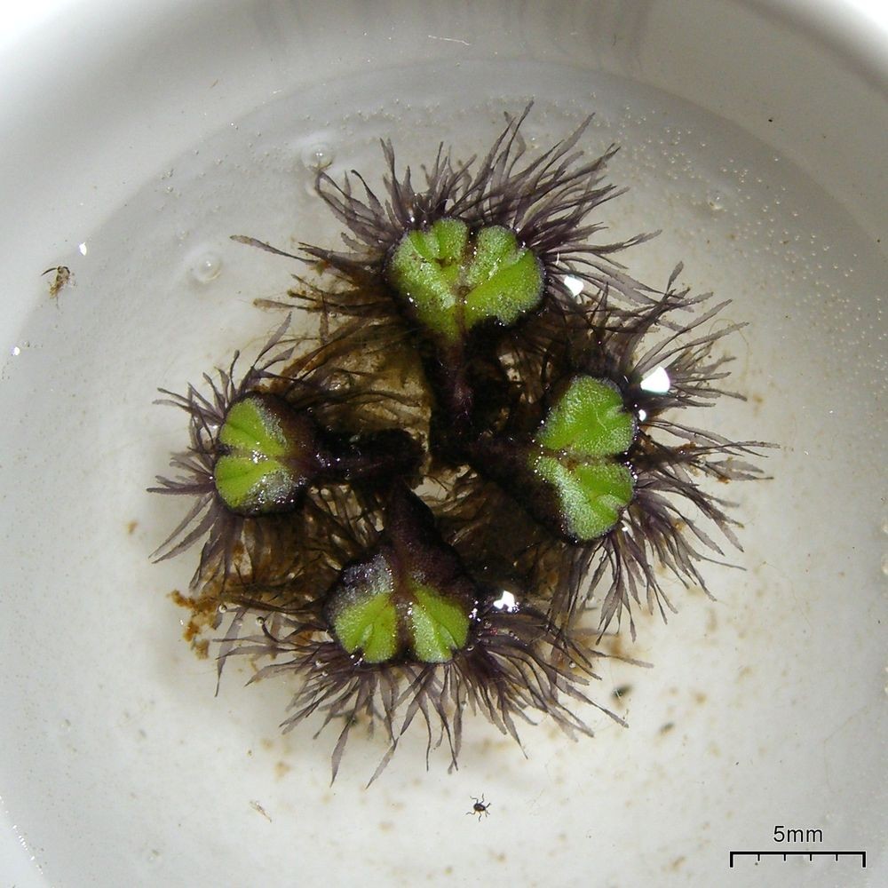 Ricciocarpos natans - PictureThis