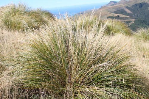 Chionochloa rigida - PictureThis