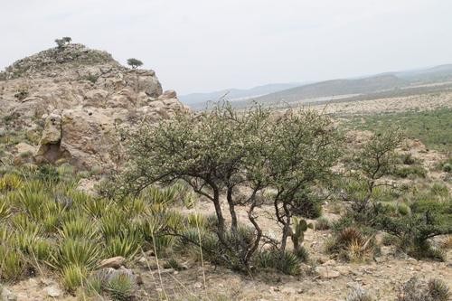 Sensitive plants Care (Watering, Fertilize, Pruning, Propagation ...