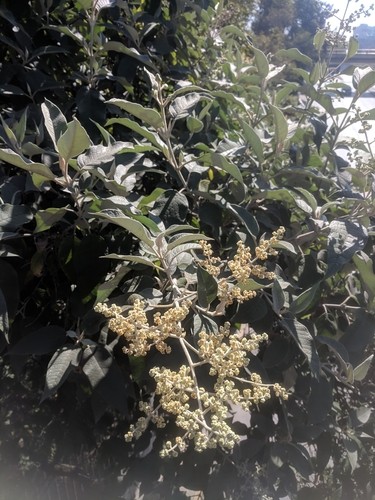 Buddleja cordata - PictureThis