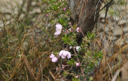 River rose (Bauera rubioides) Flower, Leaf, Care, Uses - PictureThis
