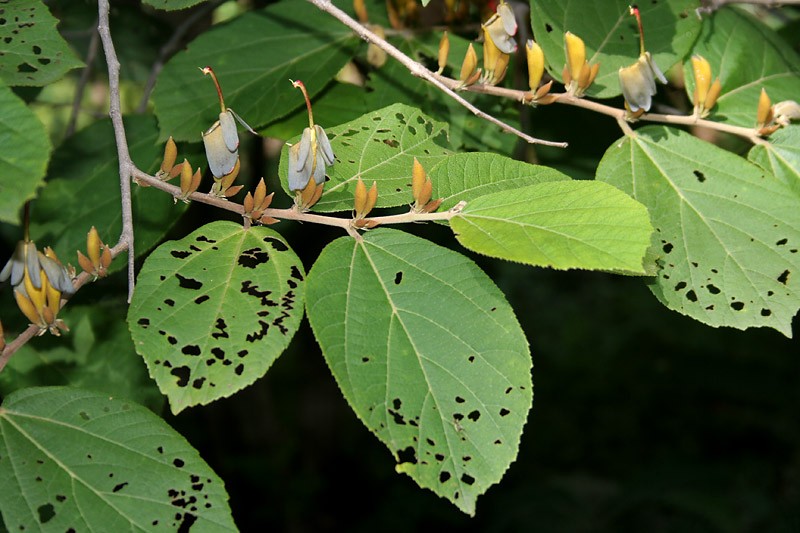 Helicteres isora - PictureThis