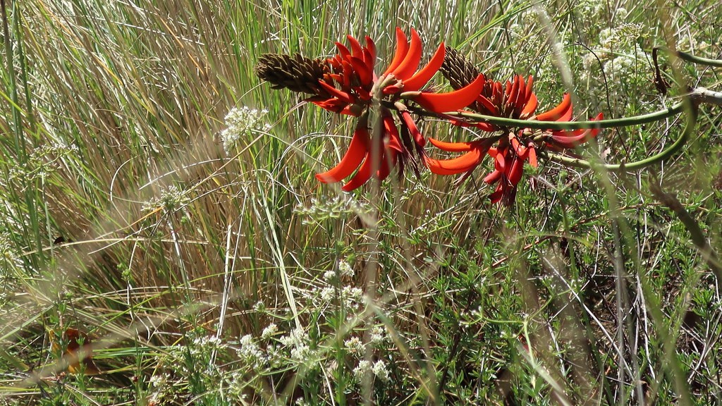 Erythrina sykesii - PictureThis