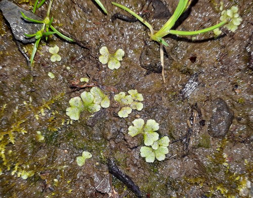 Riccia crystallina - PictureThis