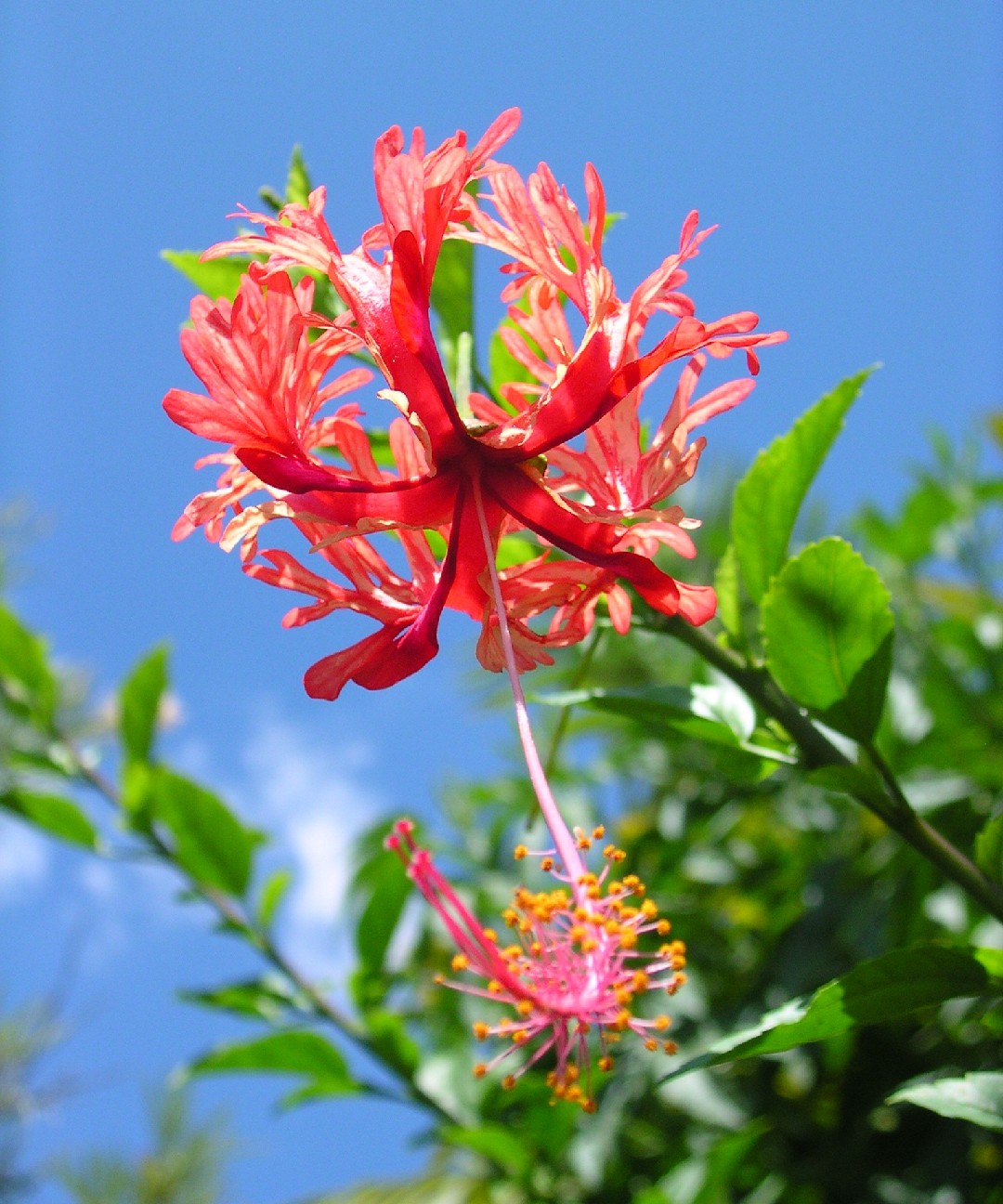 What's the difference between watering my Spider hibiscus indoors and ...