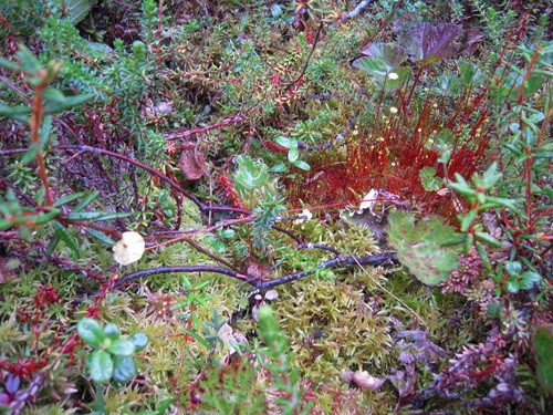 Splachnum dung moss Care (Watering, Fertilize, Pruning, Propagation ...