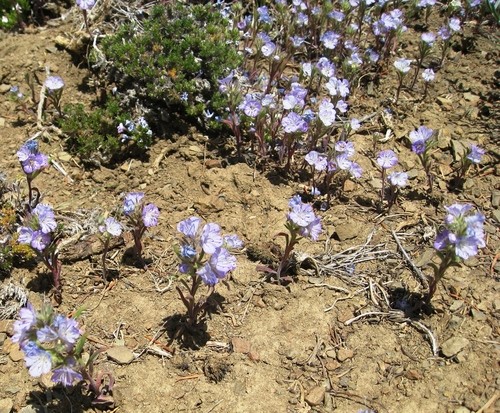 Threadleaf Phacelia (Phacelia linearis) Flower, Leaf, Care, Uses ...