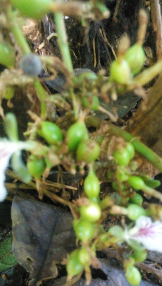 Conchidium Flower, Leaf, Care, Uses - PictureThis