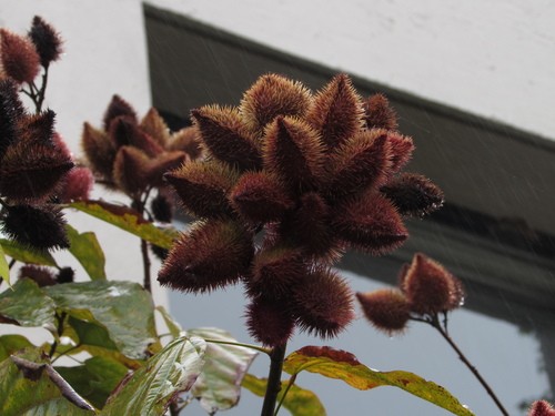 How to Plant and Grow Lipstick tree(Bixa orellana)