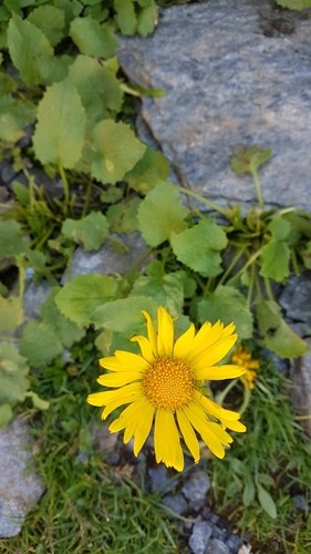 Large-flowered leopard's-bane (Doronicum grandiflorum) Flower, Leaf ...