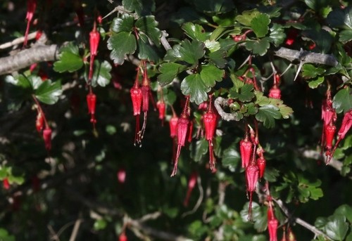 Grosella color fucsia (Ribes speciosum) - PictureThis