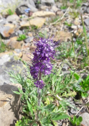 Phacelia sericea - PictureThis