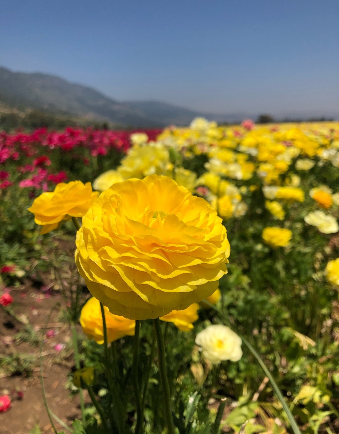 Лютик (Ranunculus) - PictureThis