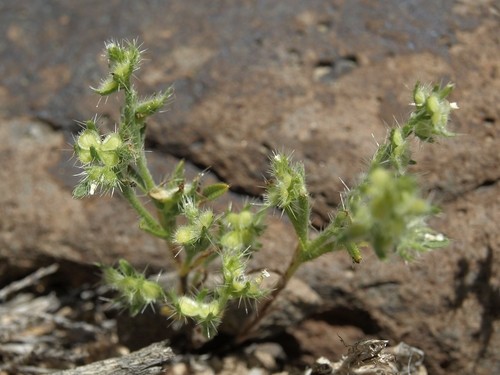 Pectocarya setosa - PictureThis