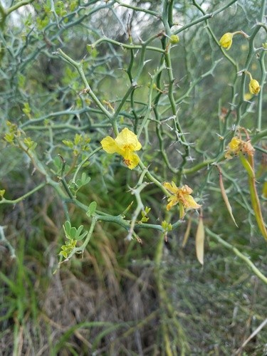 Cercidium texanum - PictureThis