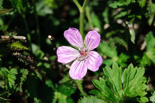 Geranium hayatanum - PictureThis