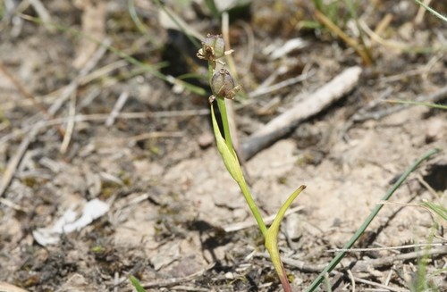 Wurmbea dioica - PictureThis