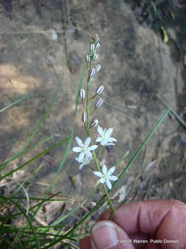 Drimia Flower, Leaf, Care, Uses - PictureThis