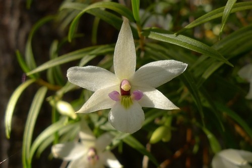 Christmas orchid (Dendrobium cunninghamii) Flower, Leaf, Care, Uses ...