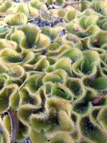 Red ink sundew (Drosera erythrorhiza) Flower, Leaf, Care, Uses ...