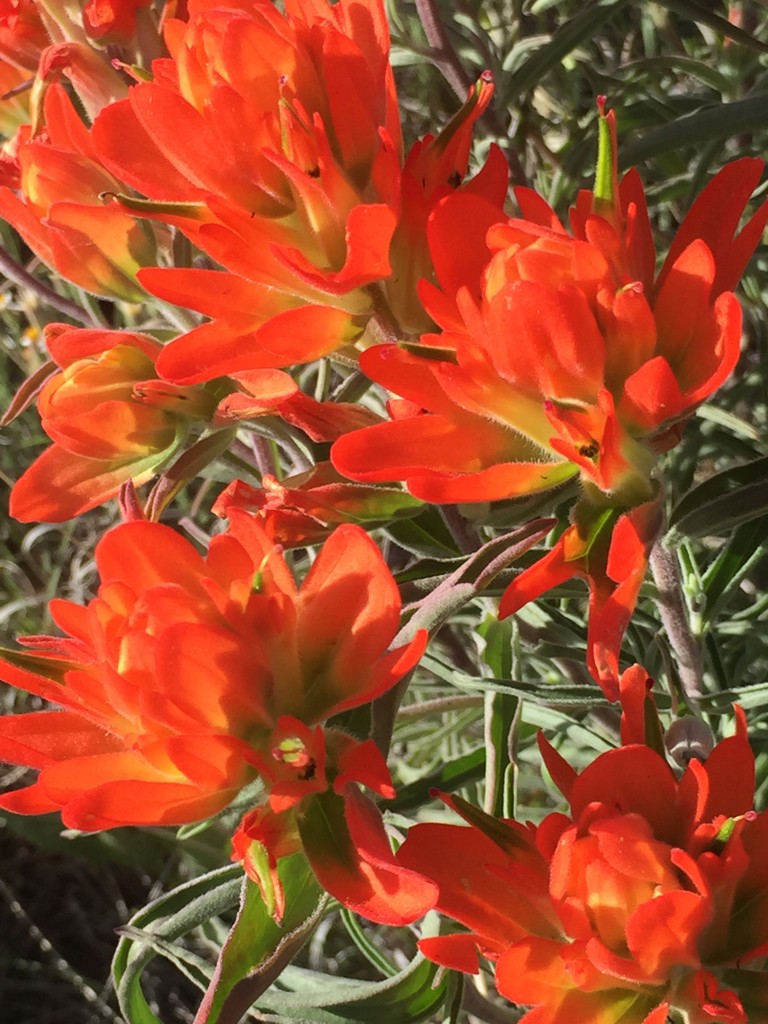 Castilleja integra - PictureThis