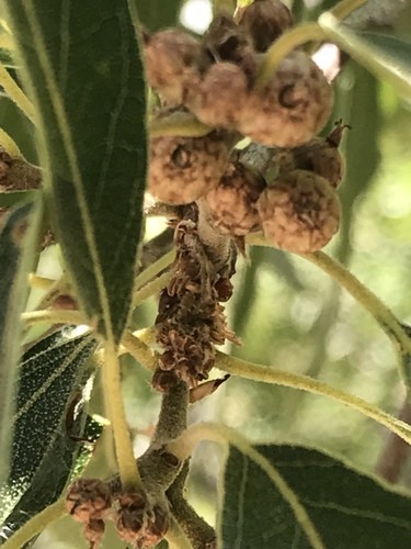 Mexican red oak (Quercus canbyi) Flower, Leaf, Care, Uses - PictureThis