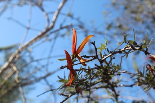 Chadsia Flower, Leaf, Care, Uses - PictureThis