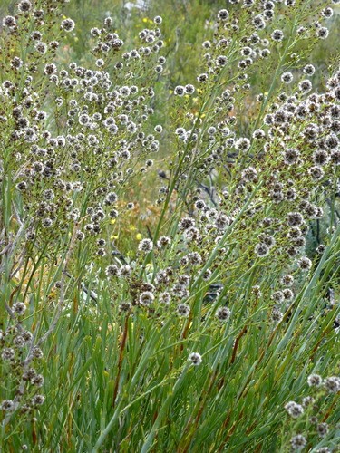Stirlingia latifolia - PictureThis