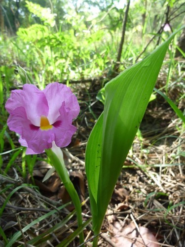 Siphonochilus Flower, Leaf, Care, Uses - PictureThis