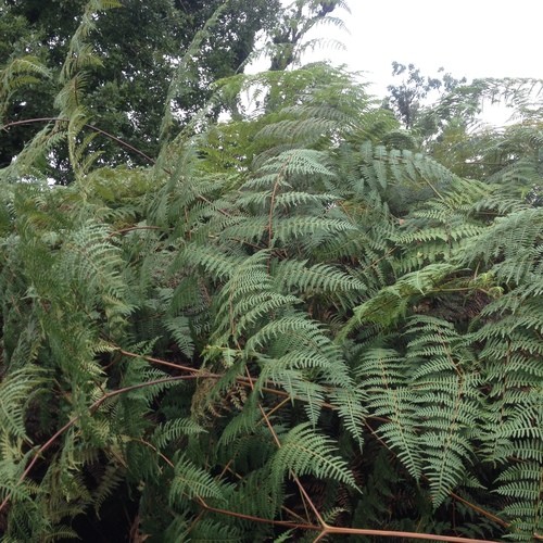 Pteridium arachnoideum - PictureThis