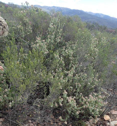 Paranomus roodebergensis Flower, Leaf, Care, Uses - PictureThis