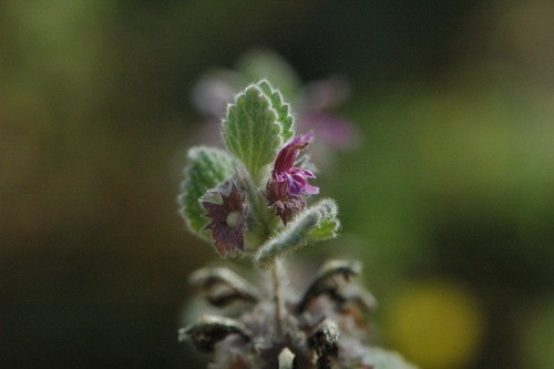 Ballote hirsute (Ballota hirsuta) Flower, Leaf, Care, Uses - PictureThis