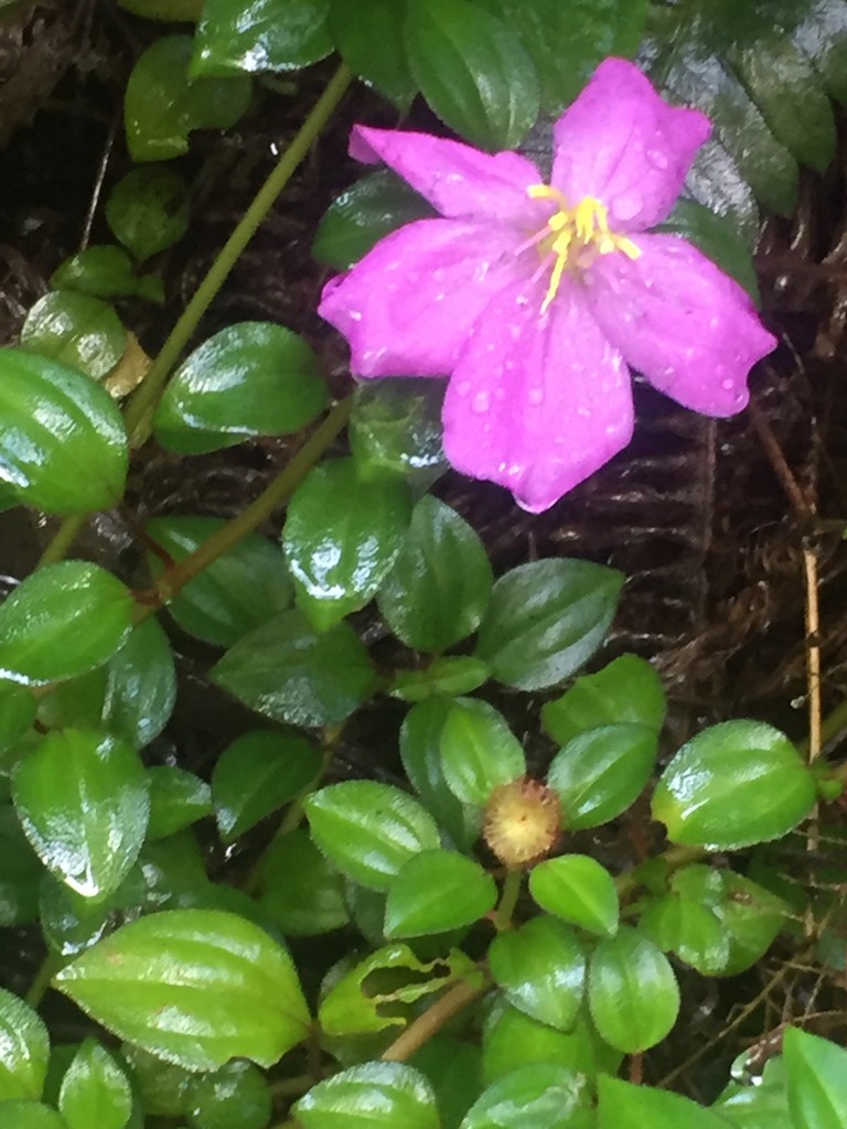 Heterotis rotundifolia - PictureThis
