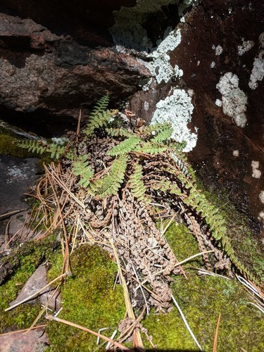 Fragrant wood fern (Dryopteris fragrans) Flower, Leaf, Care, Uses ...