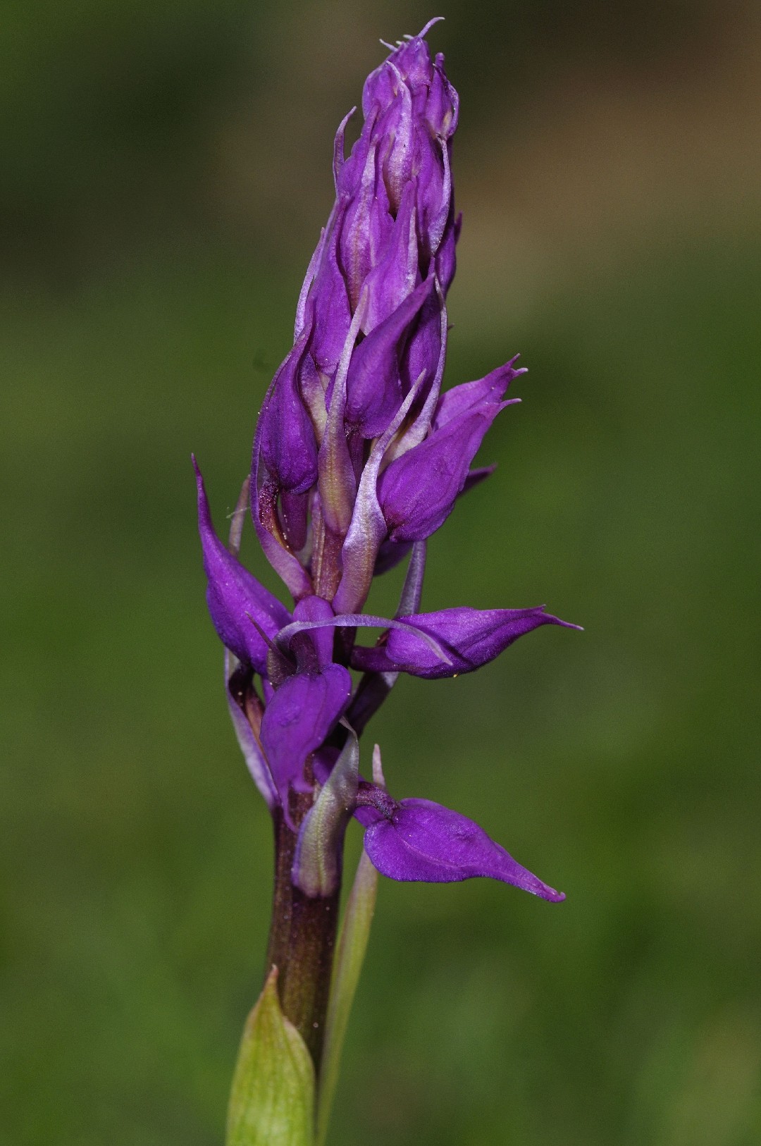 Orchis mascula subsp. speciosa Flower, Leaf, Care, Uses - PictureThis