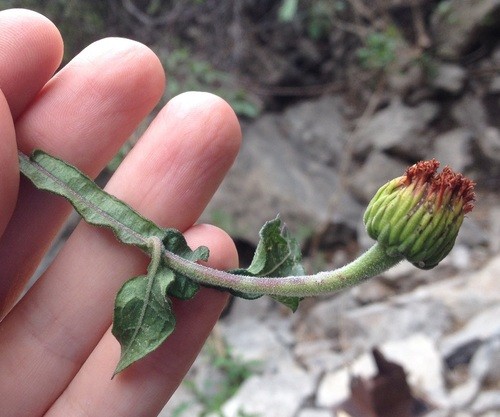 Árnica capitaneja (Verbesina crocata) - PictureThis