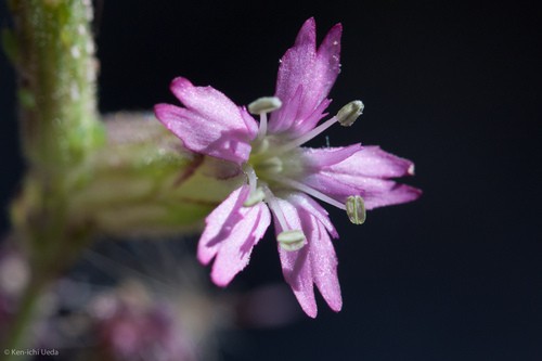 San francisco campion (Silene verecunda) Flower, Leaf, Care, Uses ...