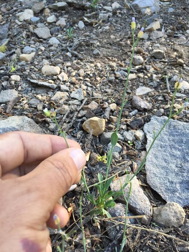 Boechera howellii - PictureThis