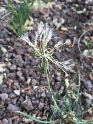 Podospermum laciniatum subsp. laciniatum Flower, Leaf, Care, Uses ...