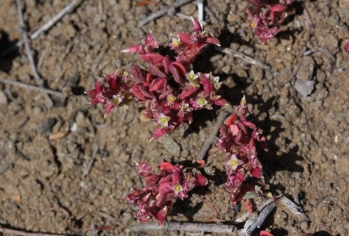 Cistanthe monandra - PictureThis
