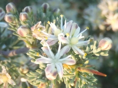 Asparagus capensis - PictureThis