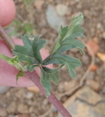 Pelargonium candicans - PictureThis