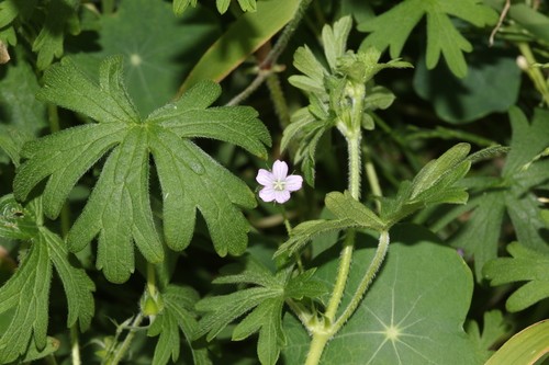 Solanders geranium (Geranium solanderi) Flower, Leaf, Care, Uses ...