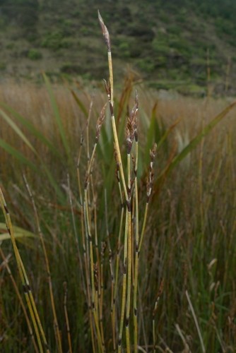 Jointed rush (Apodasmia similis) Flower, Leaf, Care, Uses - PictureThis